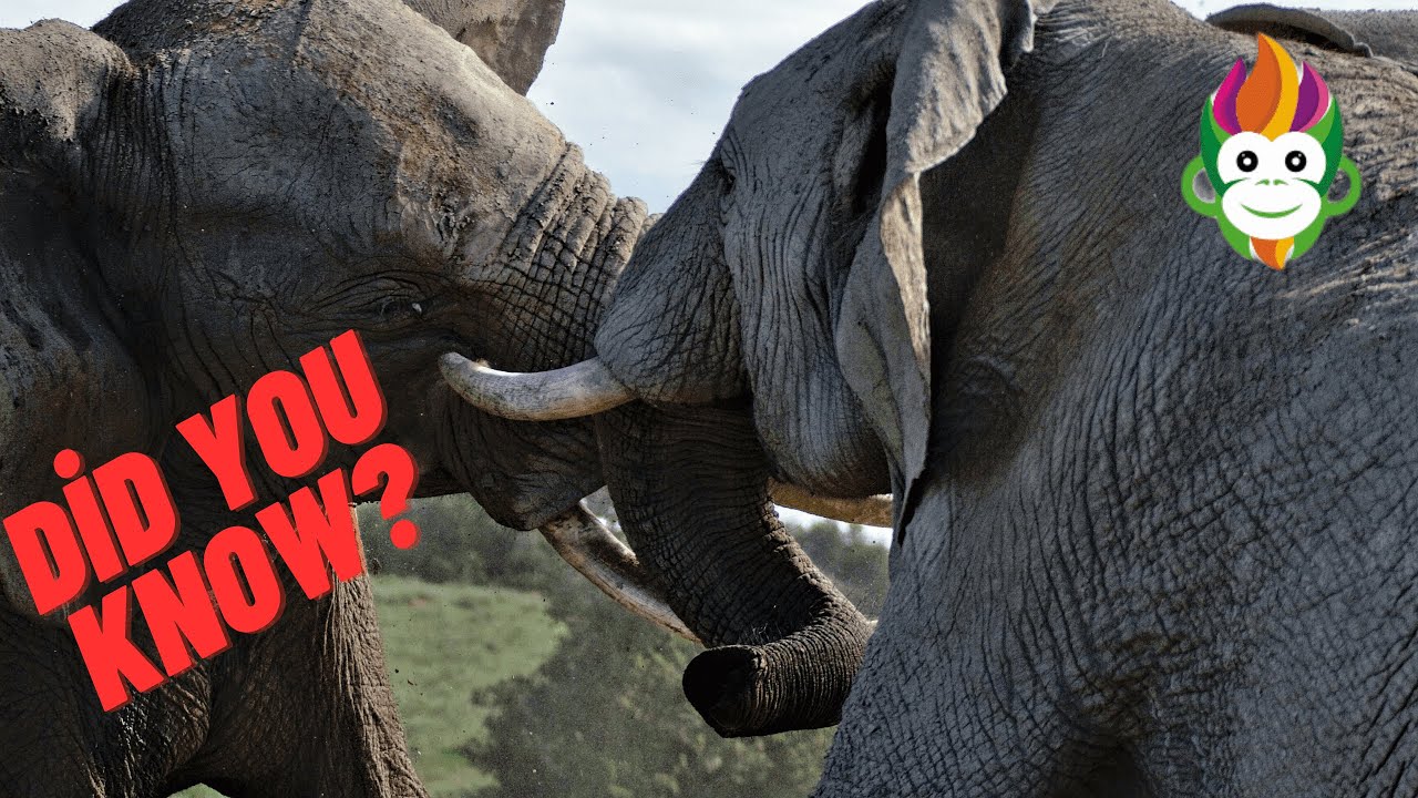 Do you know 10 facts about Elephants? - YouTube