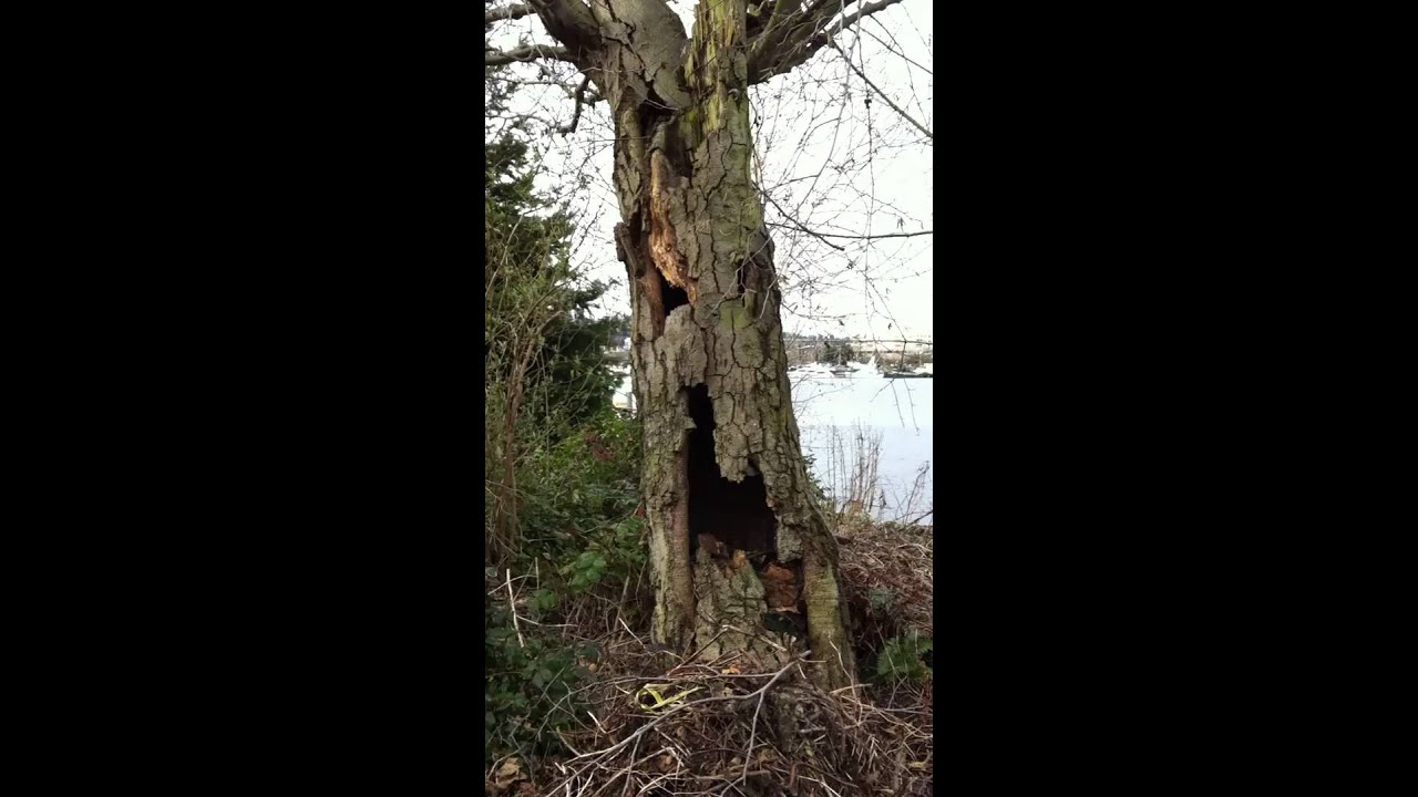 Scary Tree from OZ - YouTube