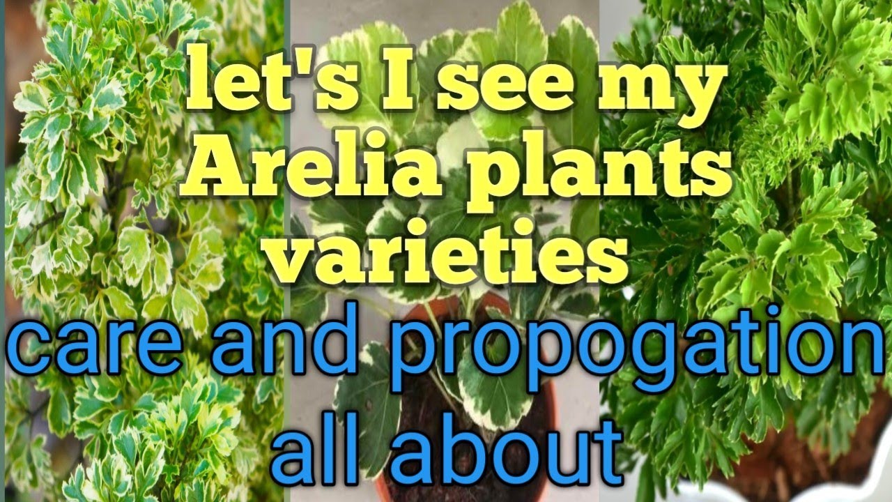 Friends let's see my Arelia plants Varieties||its amita||#gardening # ...