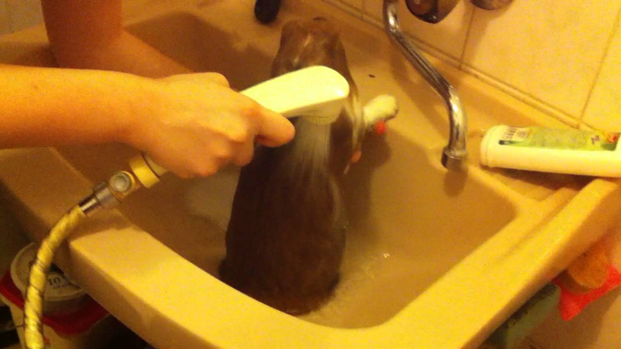 Bunny bathing cute - YouTube