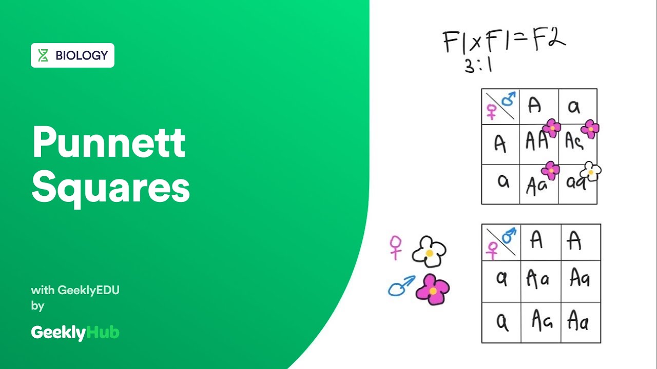 #GeeklyHub Punnett Squares: How to Predict Offspring Features - YouTube