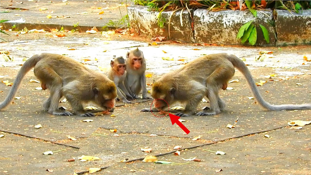 Very good, WAKI old monkey is eating delicious food. - YouTube