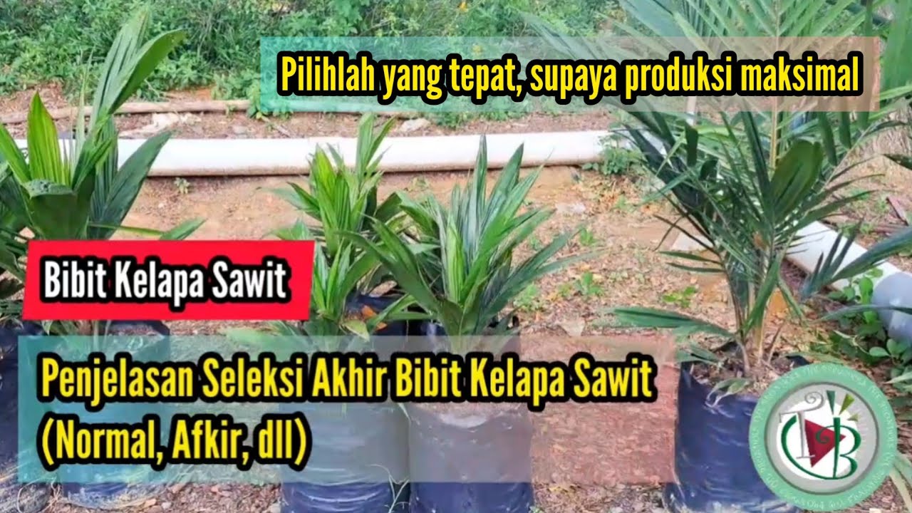 Penjelasan Seleksi Akhir Bibit Kelapa Sawit (Normal, Afkir, dll) - YouTube
