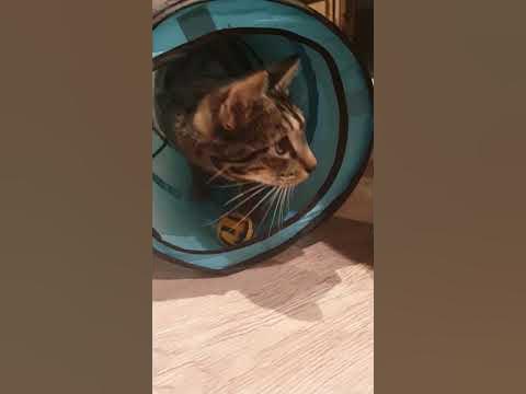 Catnip time! - YouTube