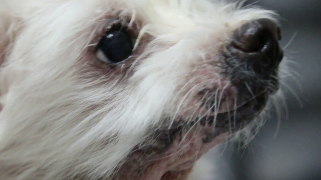 Day 1 of treatment of a Maltese with ringworm and mites Pt 1/4 - YouTube