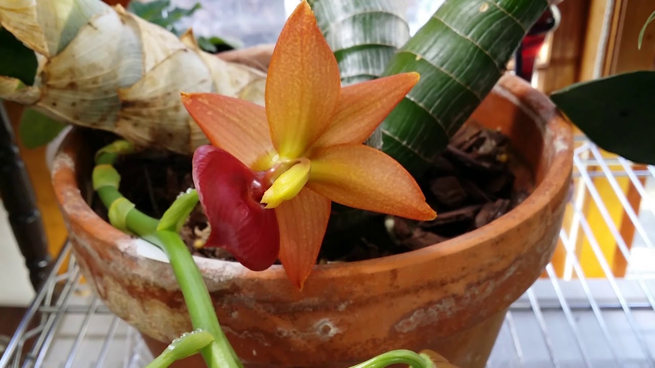 My Orchid Collection Update In November - YouTube