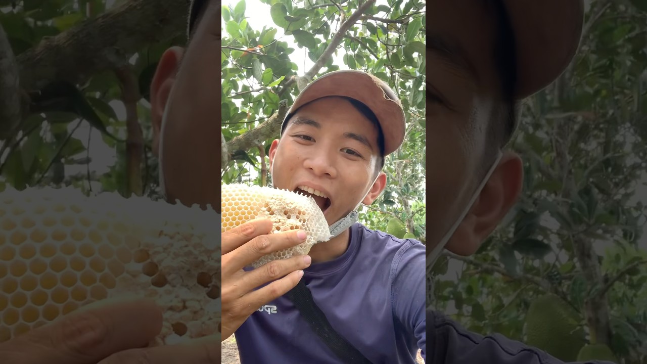 Thưởng thức Tổ ong Mật mini Quá Béo,Enjoy the Mini Honeycomb Too Fat # ...