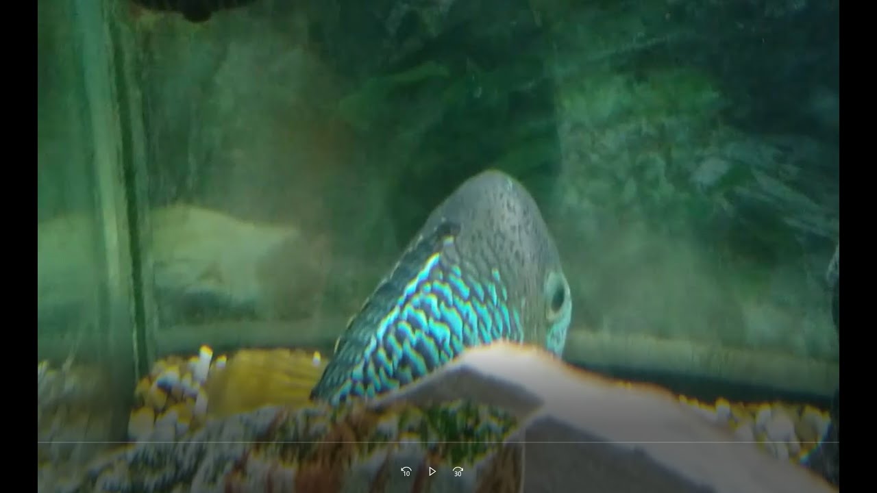 Huge Green Terror Cichlid (Gold Saum) With Anxiety Disorder - YouTube