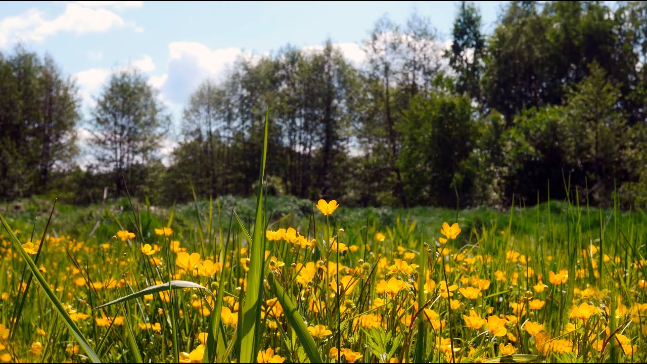 Spring meadow with beautiful flowers. Background sounds of nature, the ...