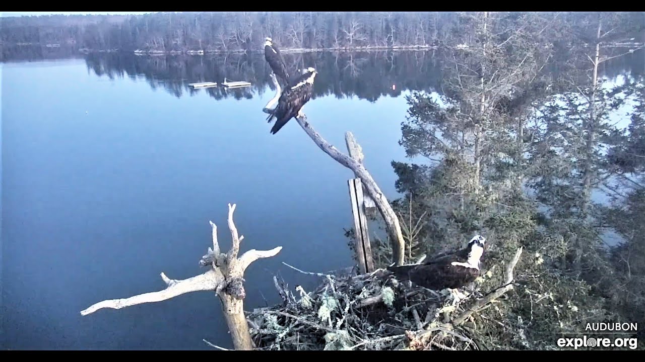 When in doubt, go get fish, Steve! FAST! 2021 04 20 04 24 22 520 - YouTube