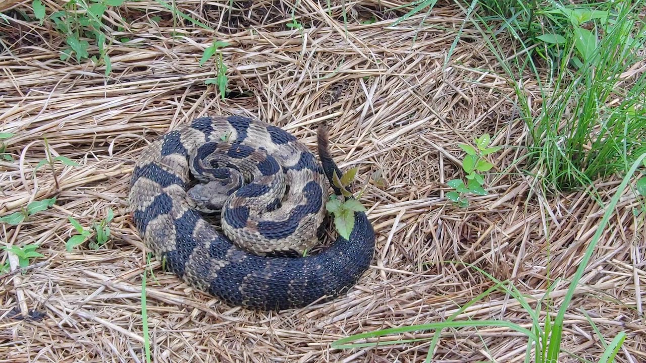 Trigg County Kentucky rattlesnake and kingsnake - YouTube