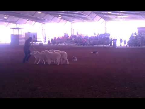 Bruiser the Herding Yorkie at Pomona Fair Grounds 2011 - YouTube