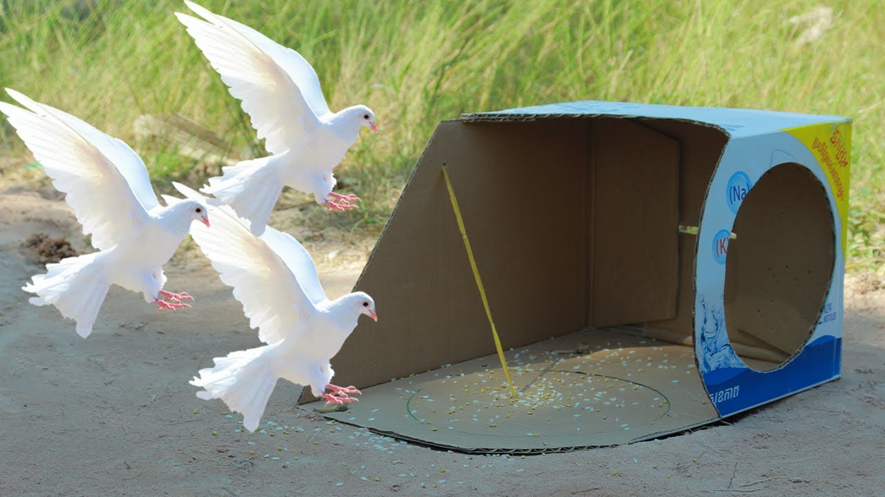 Amazing Unique Underground Quail Trapping Technique with cardboard Box ...