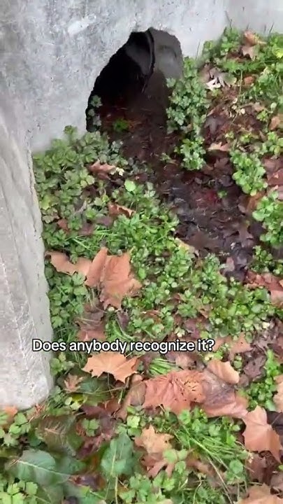 Strange Creature Found in Sewage Pipe - YouTube
