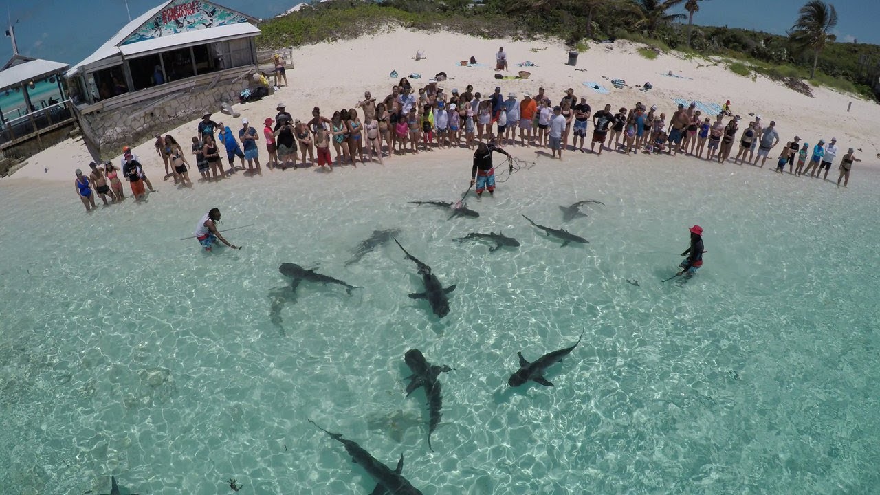 The Famous Shark Show Of The Bahamas - YouTube