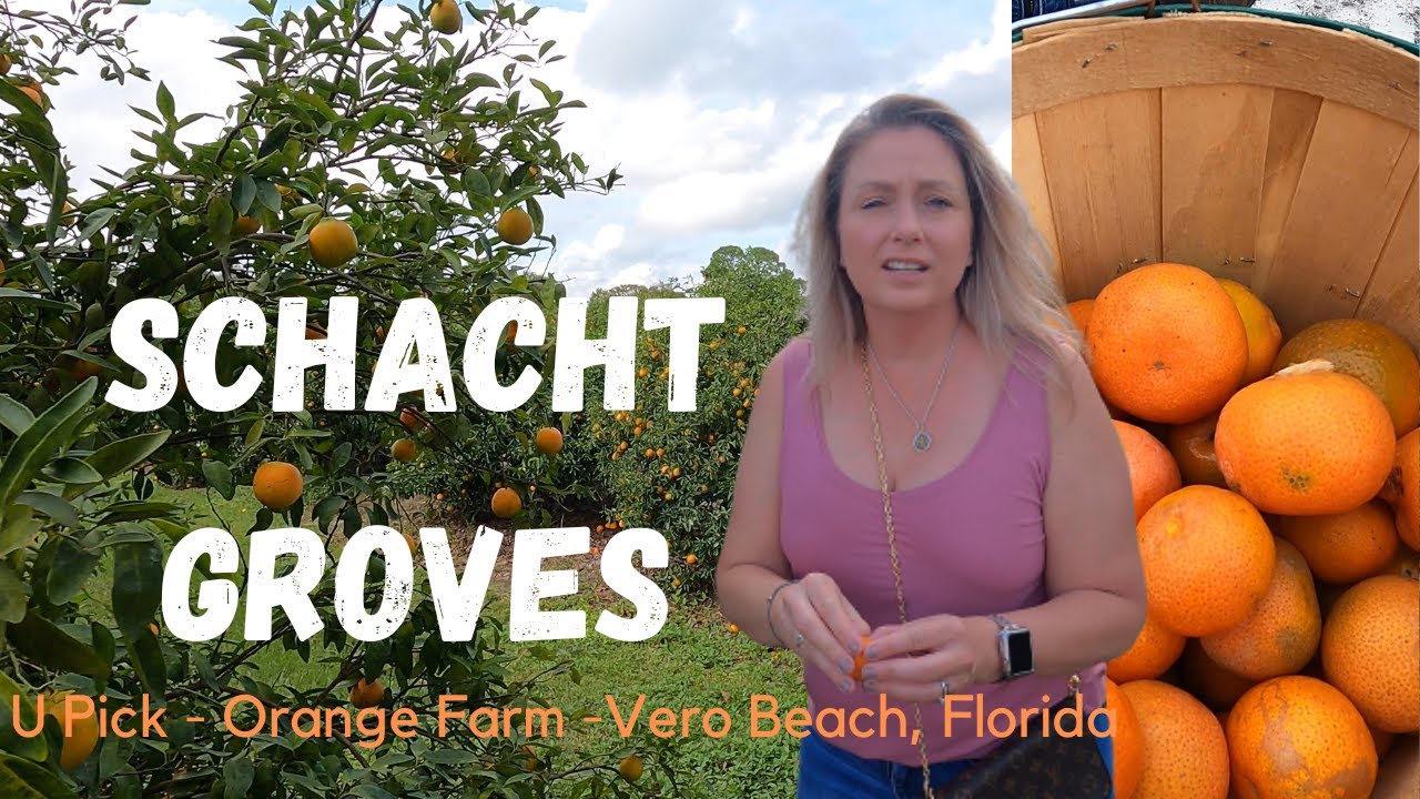 Schacht Groves - U pick em - Orange Farm - YouTube