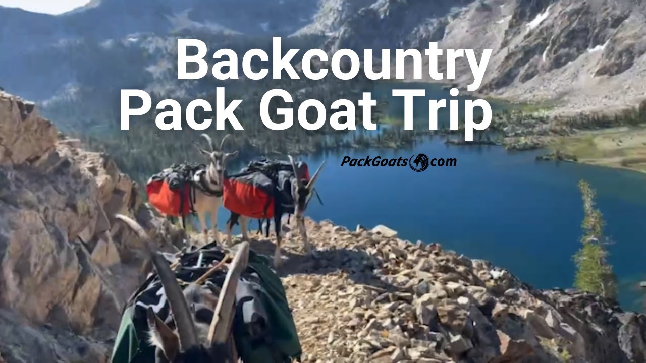 Backcountry Pack Goat Trip August 2022 - YouTube