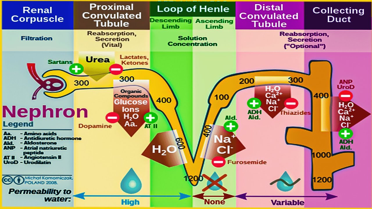 Introduction to Diuretic Drugs Pharmacology | The Basics are Explained ...