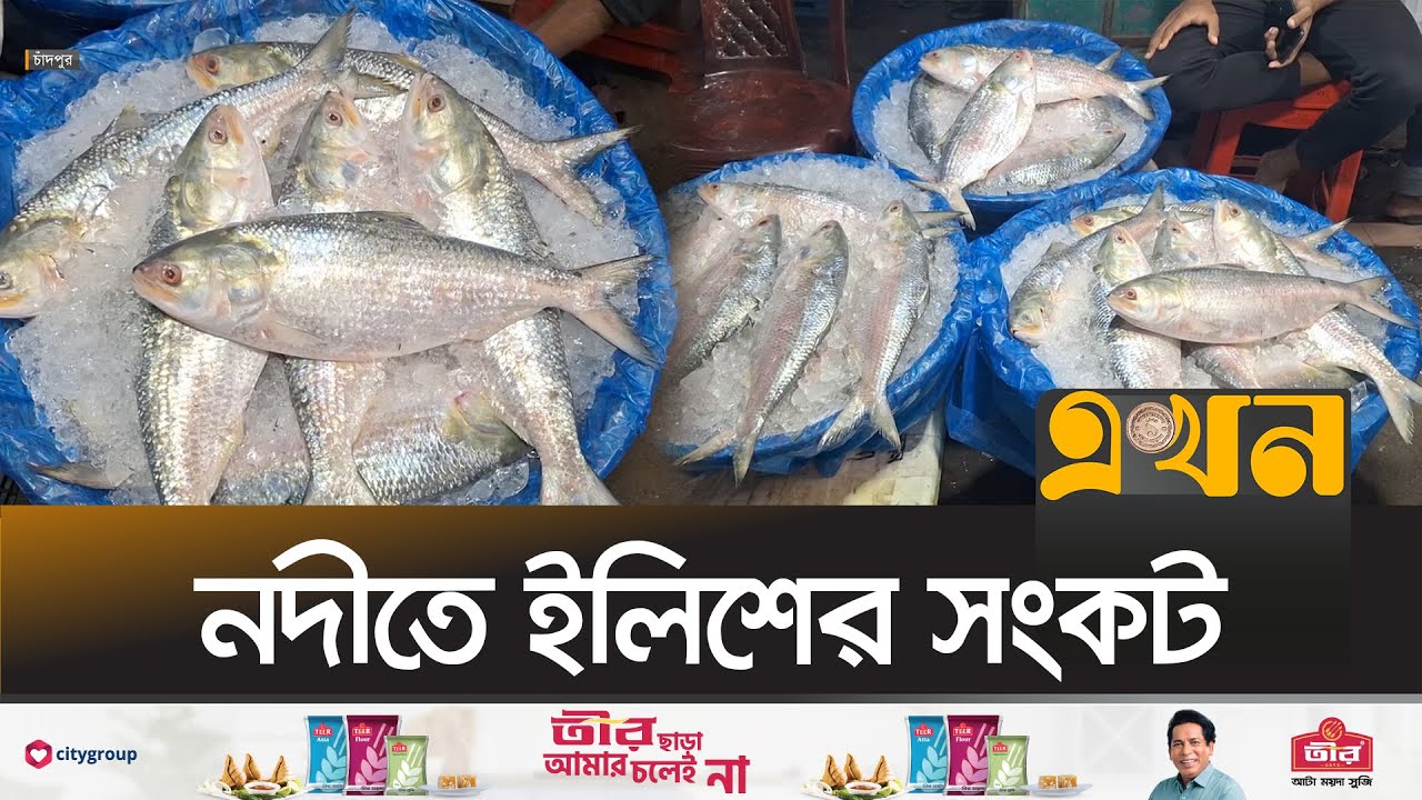 সরবারহ কমায় চাঁদপুরে বেড়েছে ইলিশের দাম | Hilsha Fish | Ilich Mach ...