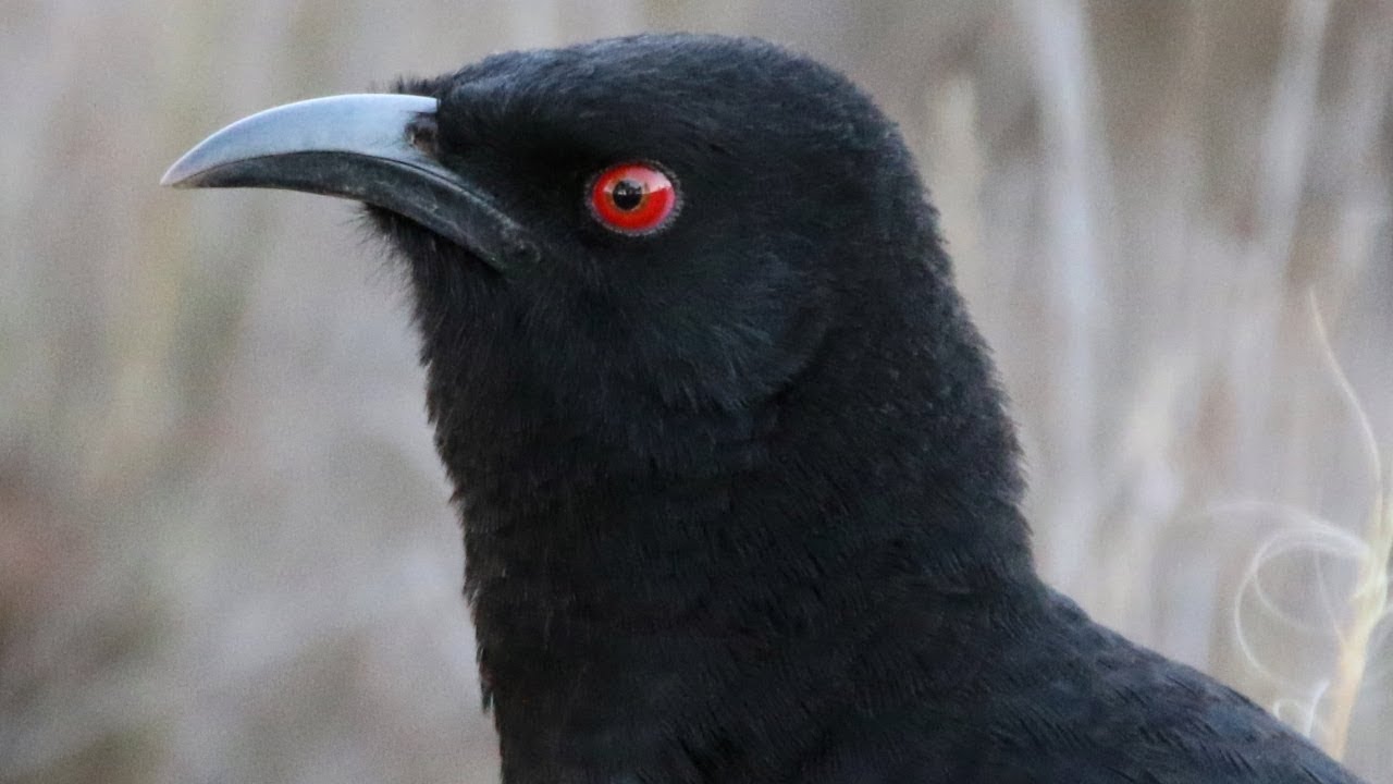 White-winged Choughs foraging – Capertee Valley - YouTube