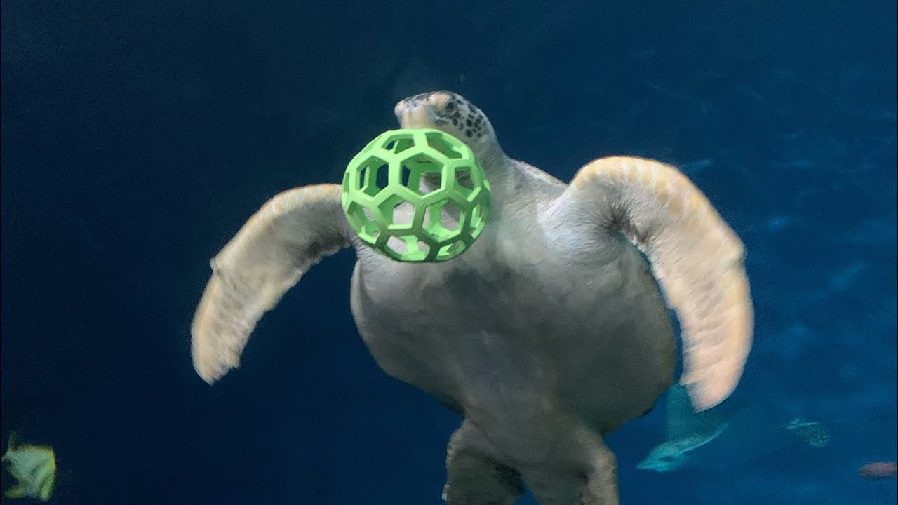 CUTEST Aquarium Animals Compilation (Point Defiance Zoo) - YouTube