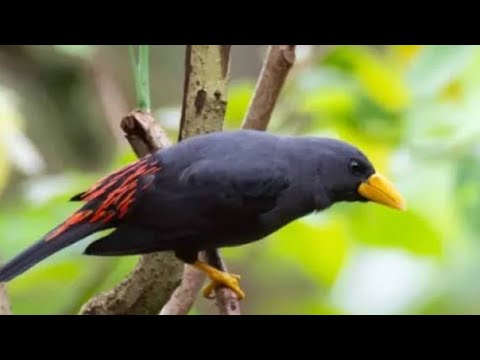 JALAK RIO-RIO FULL GACOR - YouTube