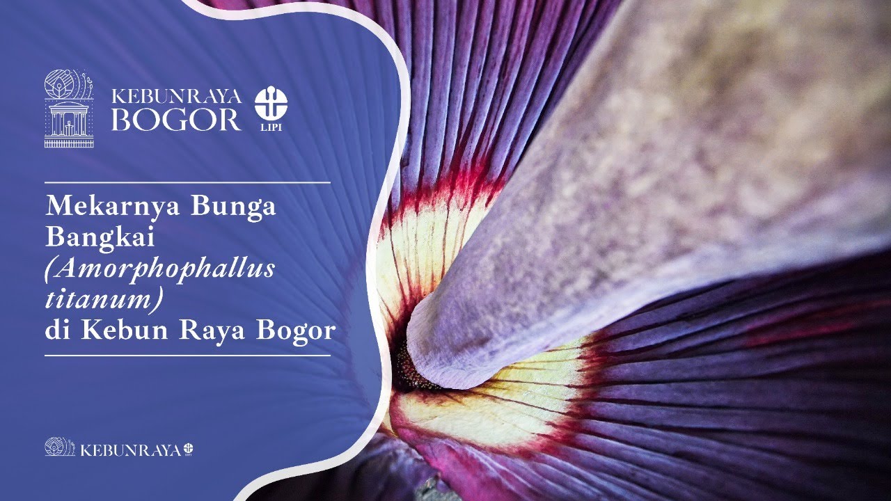 Bunga Bangkai (Amorphophallus titanum) Mekar di Kebun Raya Bogor - YouTube