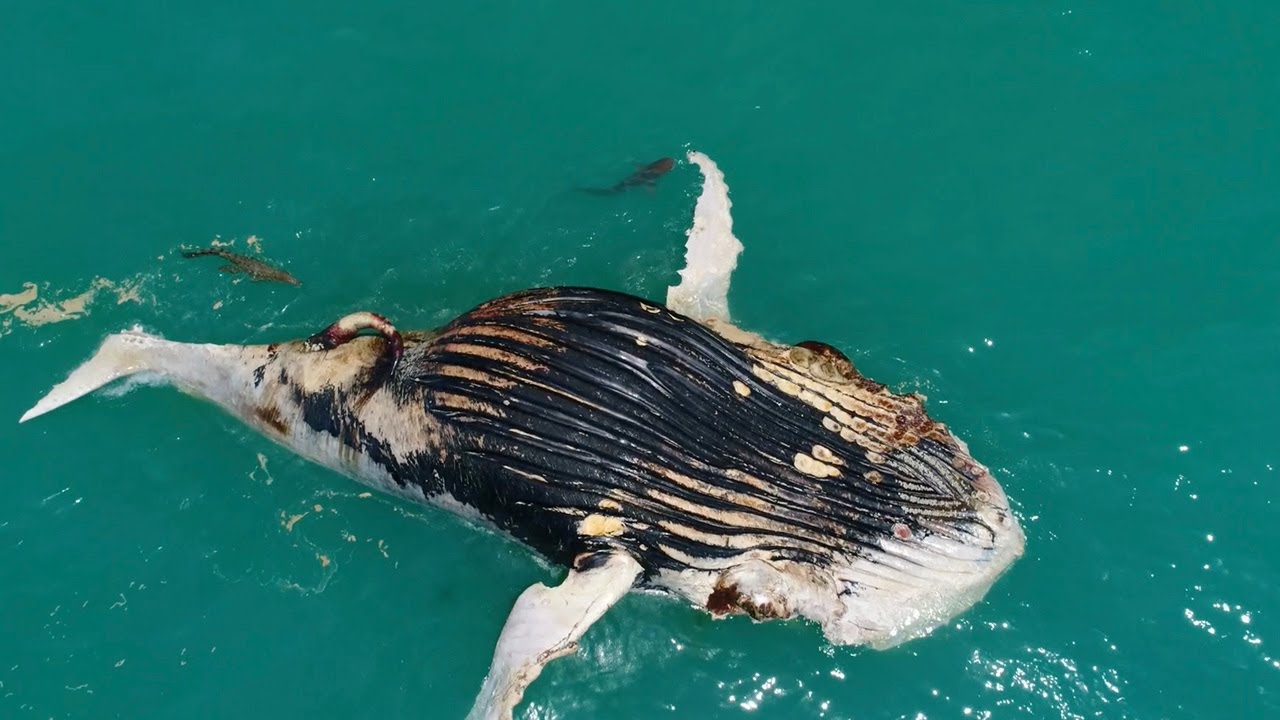 Shark And Crocodile Attack Whale Carcass - YouTube