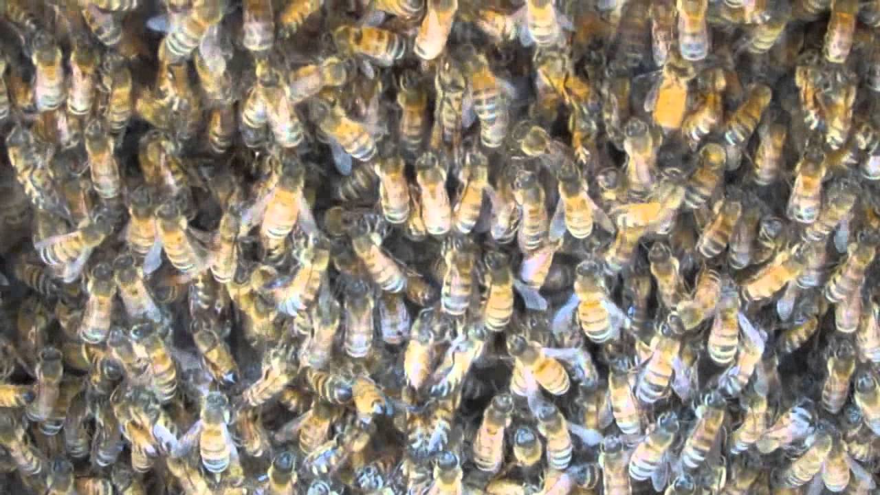 Maya's hive - YouTube
