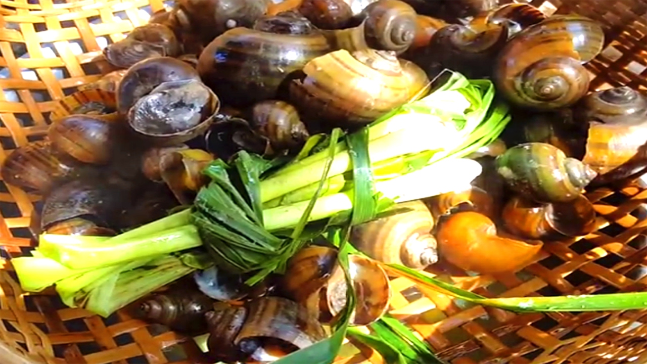 How To Cook Snails In My Village - Country Food In My Village - YouTube