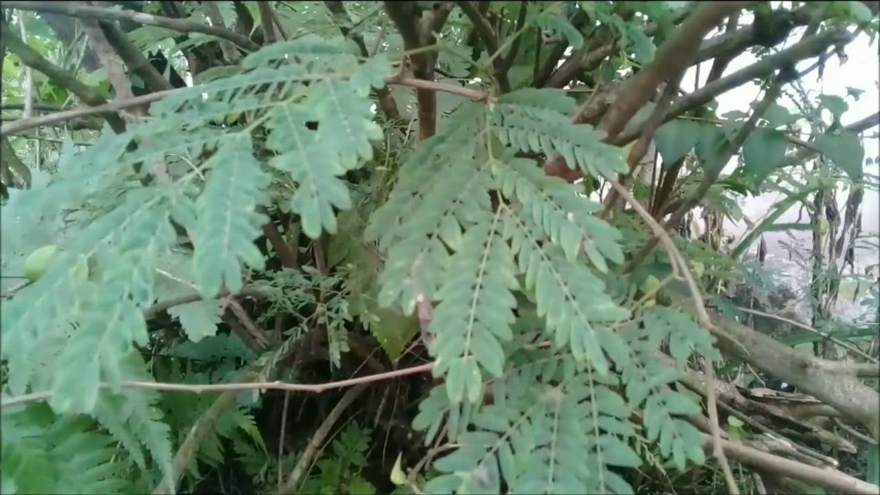 Niktinasti - YouTube