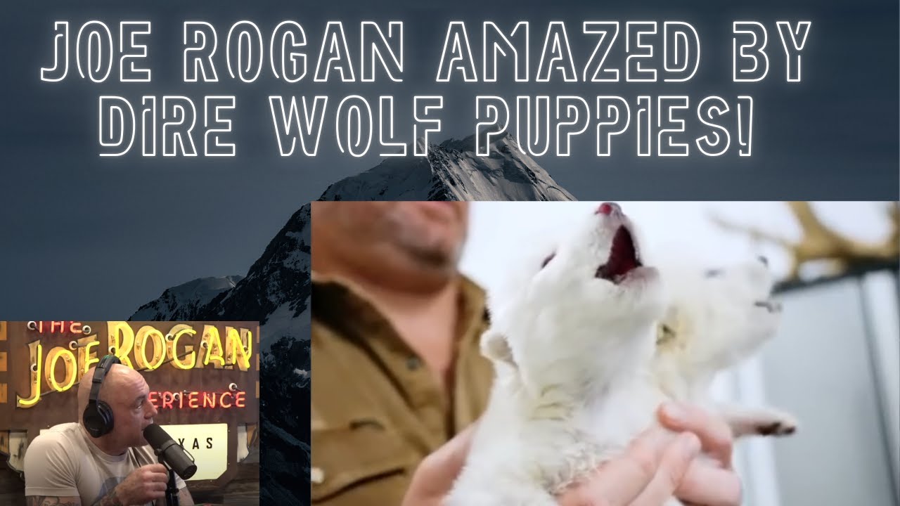 Cloning Dire Wolves – Joe Rogan’s Mind Blown by Ben Lamm - YouTube
