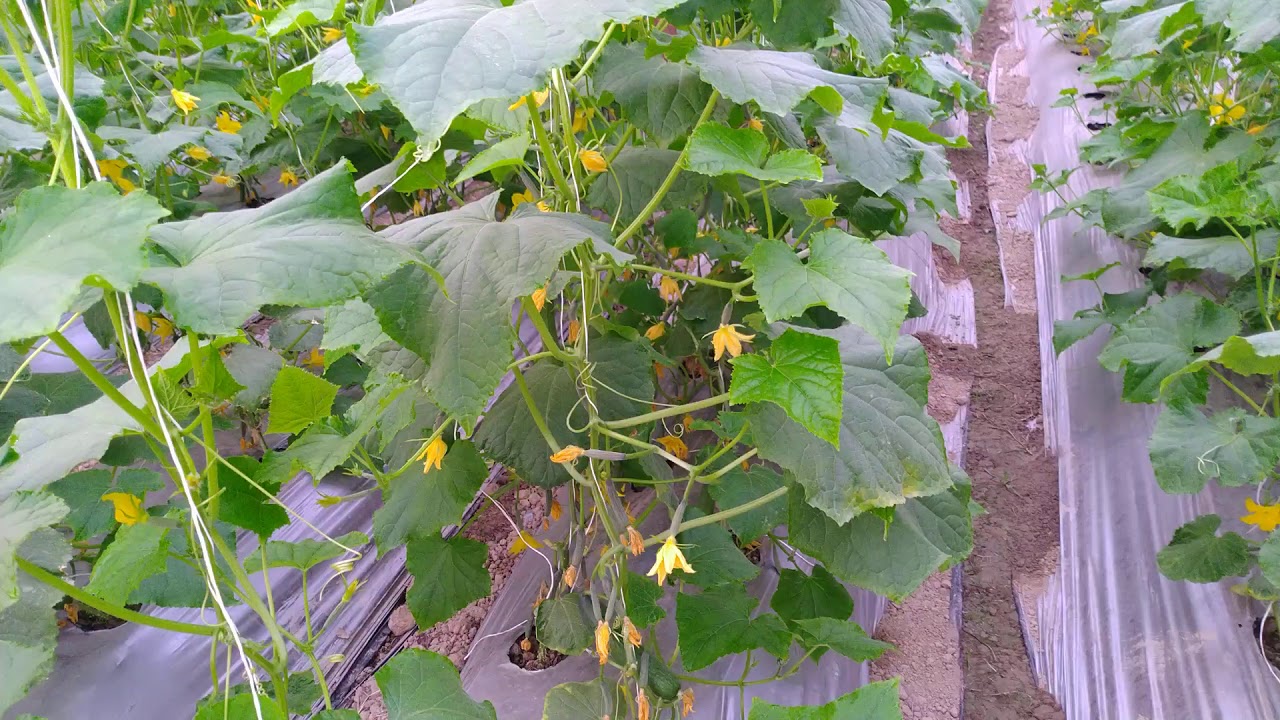 Cucumber Cultivation-Nepal - YouTube