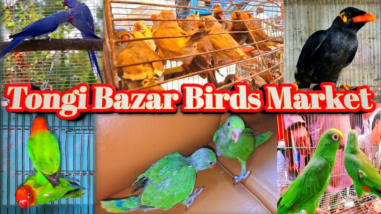 টঙ্গী বাজার পাখির হাট || ময়না,টিয়া, তোতা|Bird Market Tongi Bazaar ...