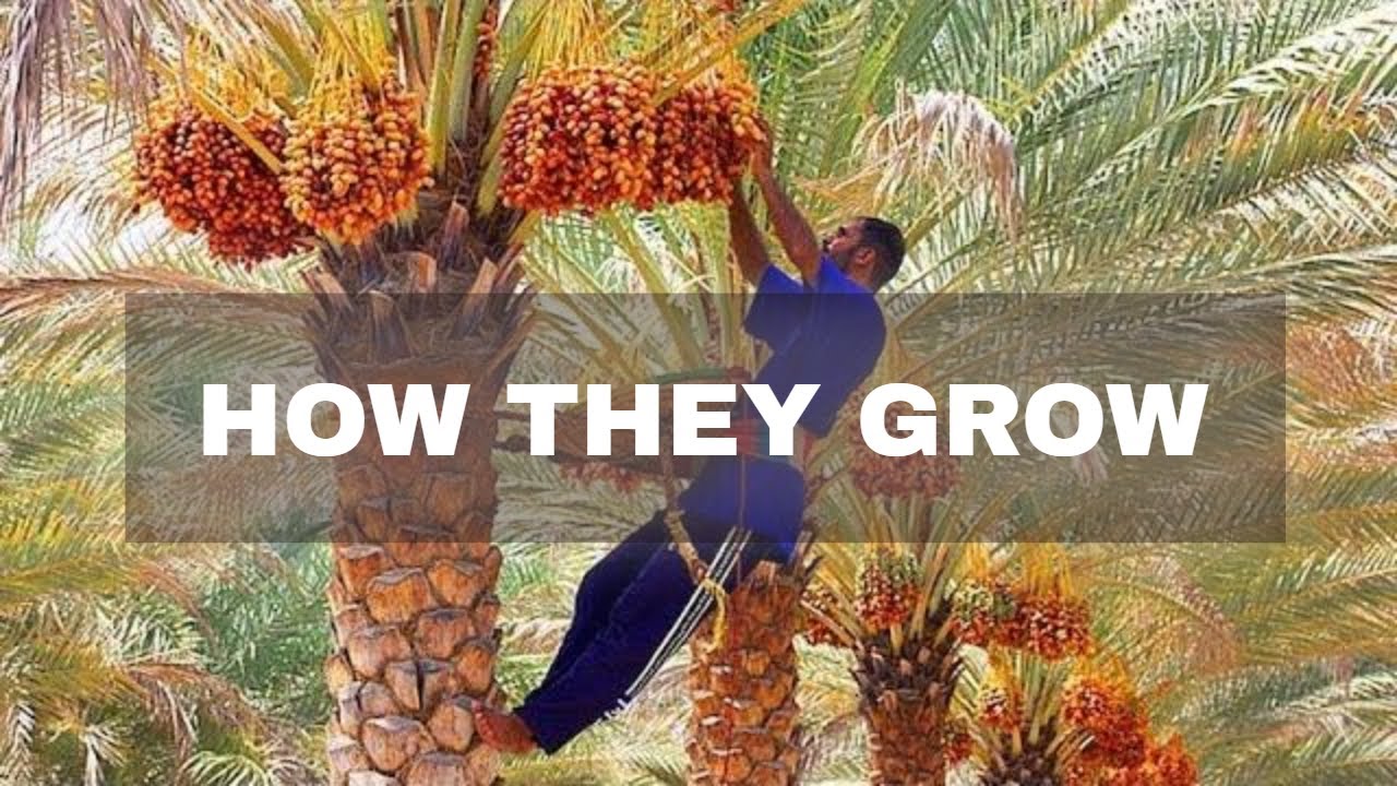 Dates Palm Cultivation ll Dates Palm Plantation & Harvesting ll How ...