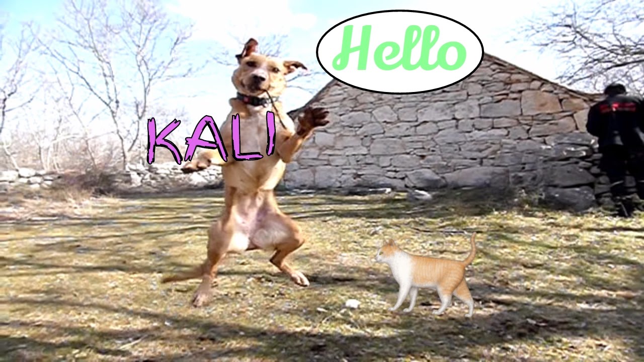 Kali Jumping Dog | Slow-Motion | Dog Jump - YouTube