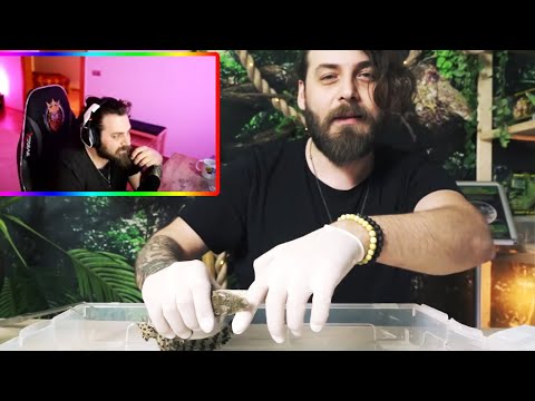 Elraenn Karınca Çiftliğim Bebek Timsah Isırığı Videosunu İzliyor