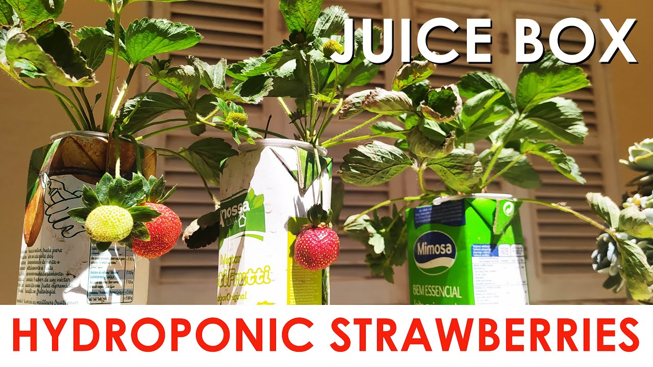 Growing Hydroponic Strawberries In Juice Boxes - YouTube