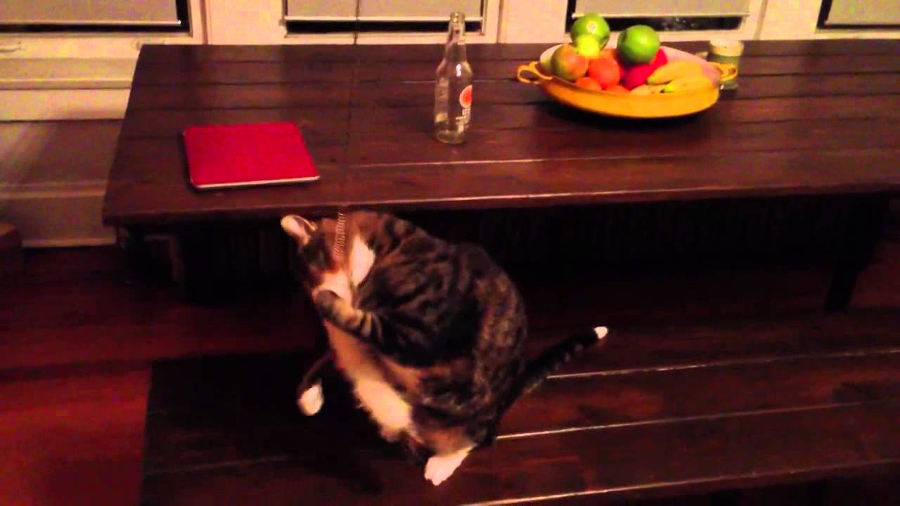 Floyd & Coco - YouTube