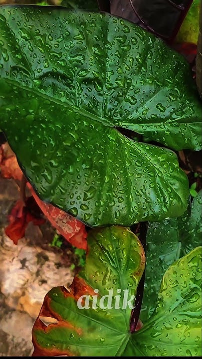 lagi anter istri ke klinik. gabut ya bikin video aja #aidik #cinematic #naturevideography - YouTube