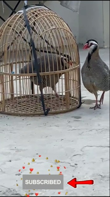 Chukar Partridge Calling – The Voice of Pakistan’s National Bird! - YouTube
