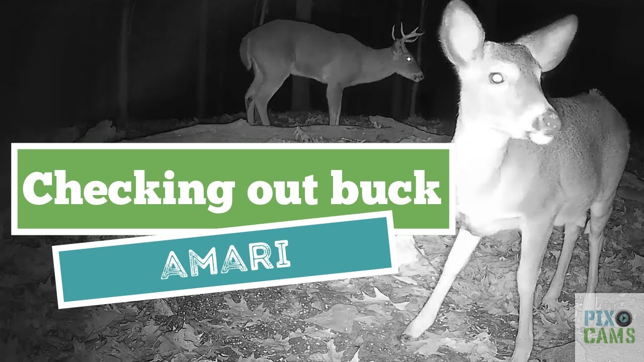 Amari checking out the big buck ,has no fear Wildlife Cam 2 - YouTube