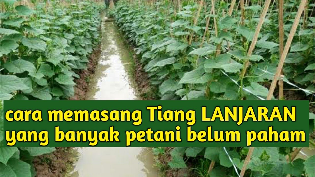 Panduan budidaya mentimun : CARA MEMASANG TIANG LANJARAN PALING MUDAH ...