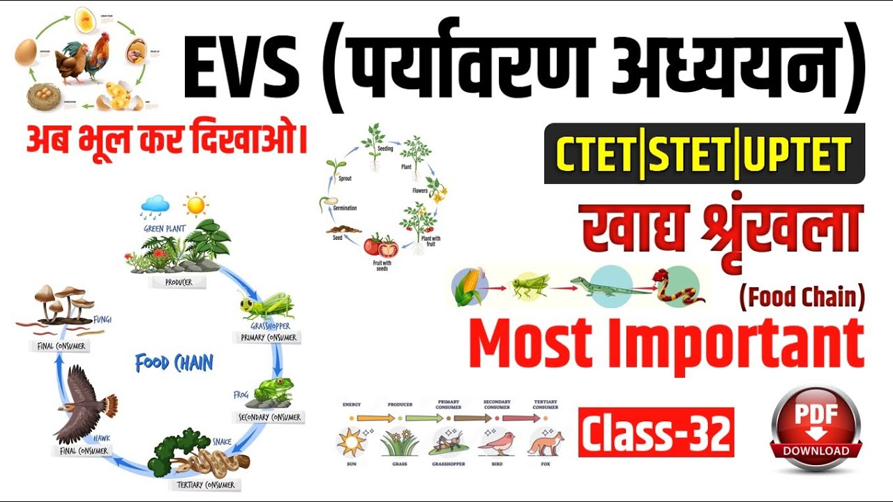 EVS | खाद्य श्रृंखला | Food Chain | Types of Food Chains | Food Web ...