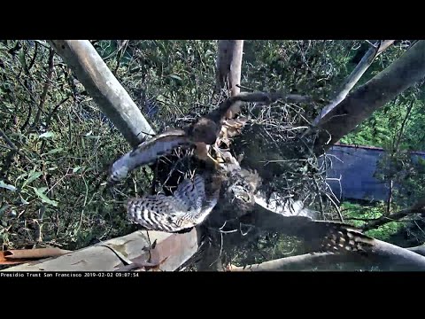 Red Tailed Hawk attacks Great Horned Owl ~ A fight for the nest - YouTube