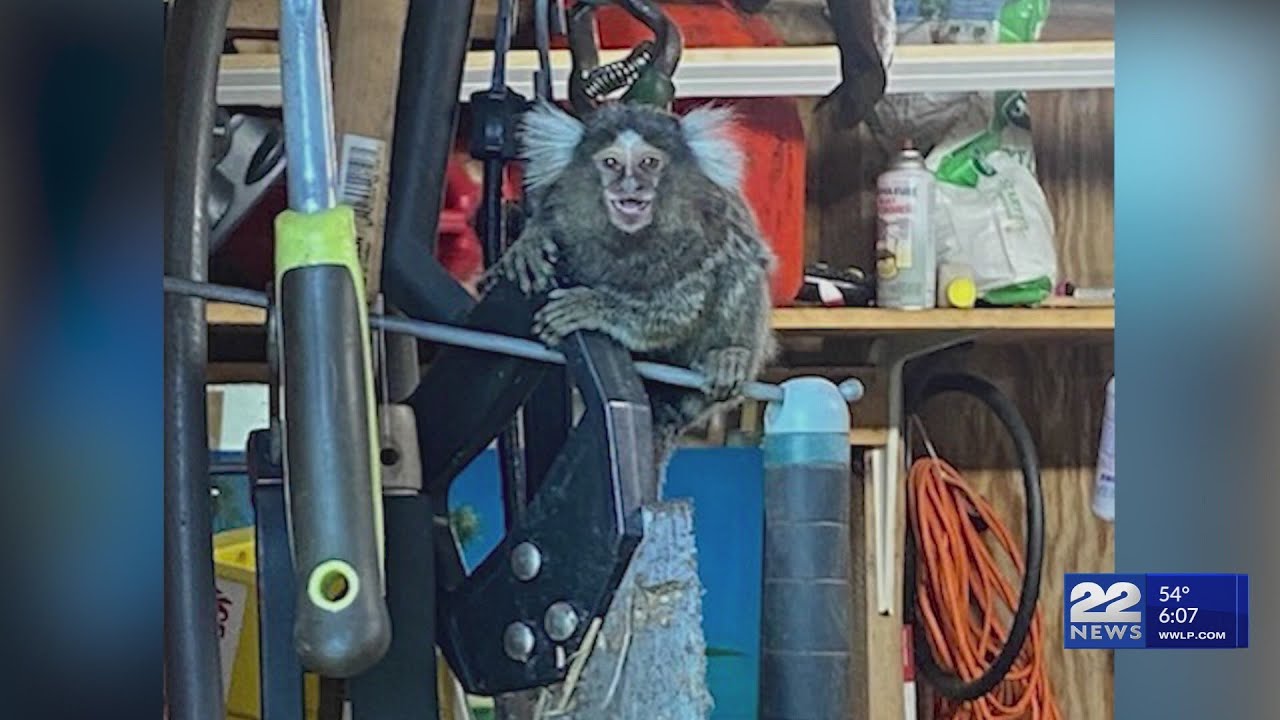 Monkey found in shed in Connecticut backyard - YouTube
