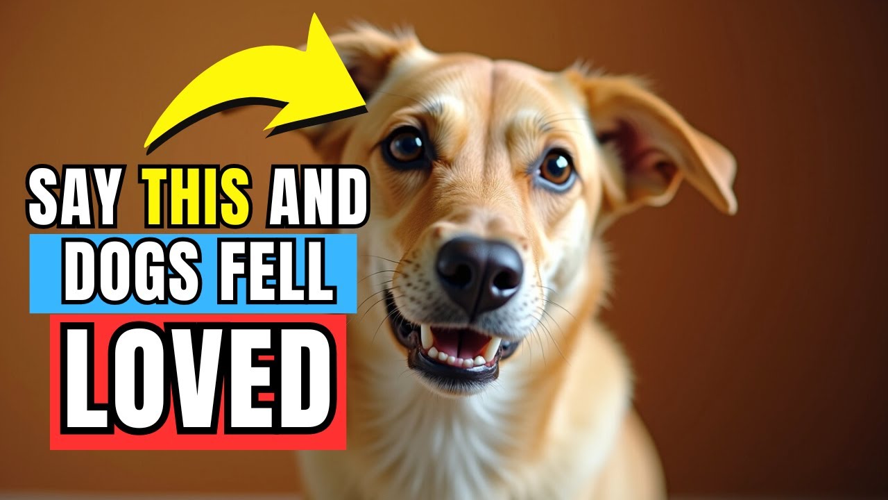 7 Words That Make Your Dog Know You Love Them (Instantly!) | Smart Dog ...