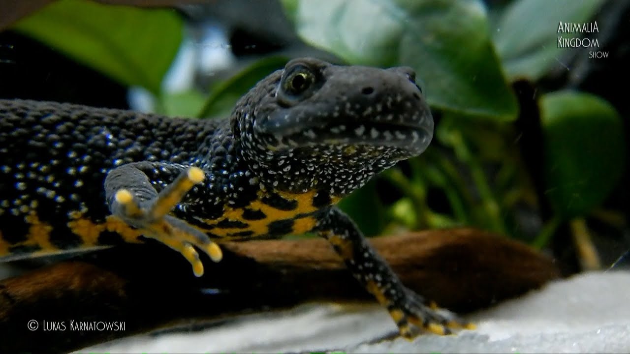 Triturus Cristatus