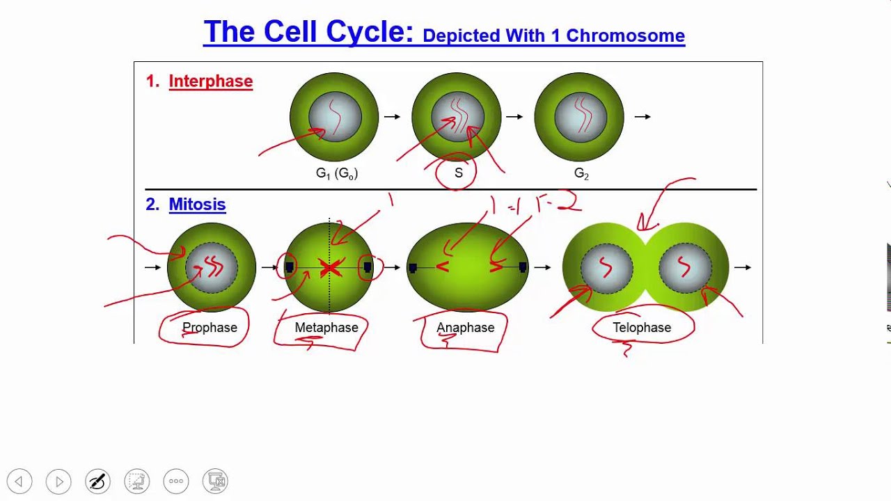 Cellular Level of Organization: Cell Cycle and Cell Development - YouTube