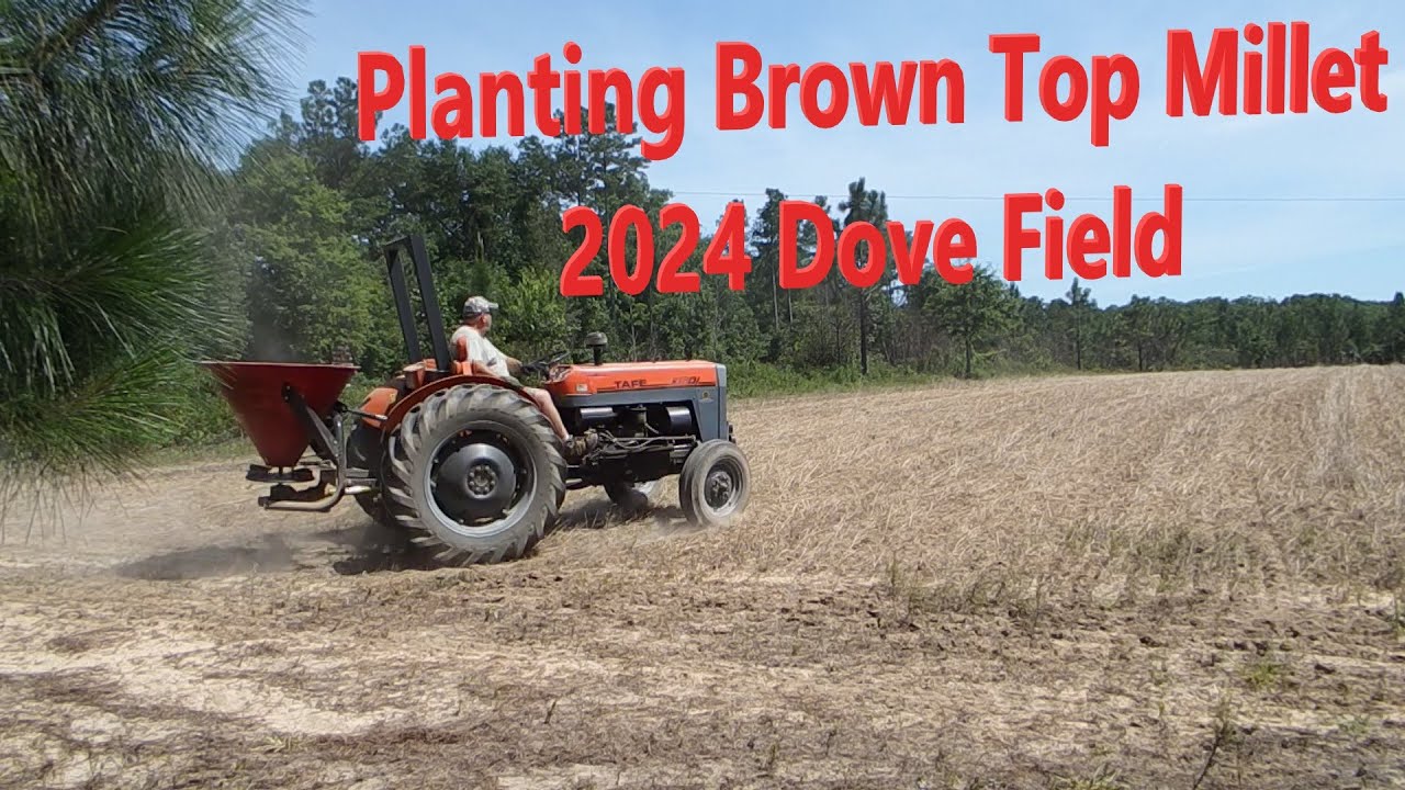 Planting Brown Top Millet - 2024 Dove Field - YouTube